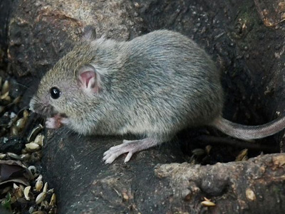 Synapsida: Small British Mammals: House Mice