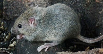 Synapsida: Small British Mammals: House Mice