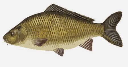 Project Gridless: How to Catch, Clean and Cook Carp - Fishing and Cooking