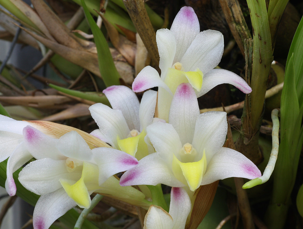 Coelia bella orchid plant care and culture | Travaldo's blog