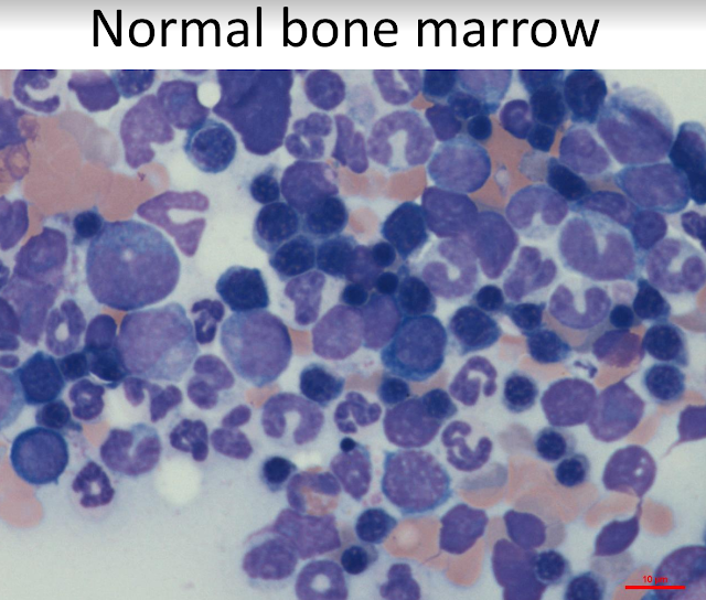 La Maison Boheme: Marrow | A New Commission