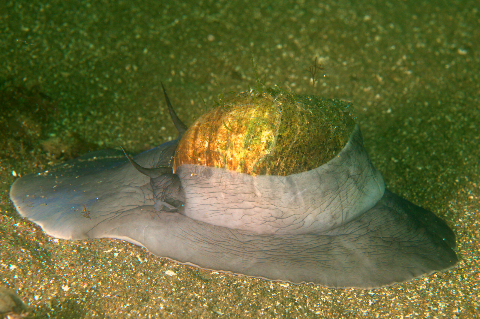 under pressure world: Northern Moon Snail- Harpswell, ME