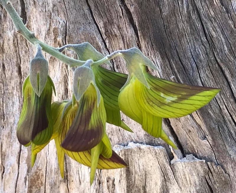 La Gazette de Babo: La plante colibri