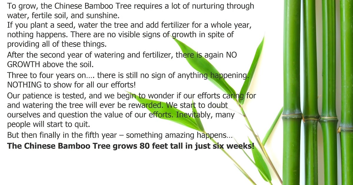 the chinese bamboo tree