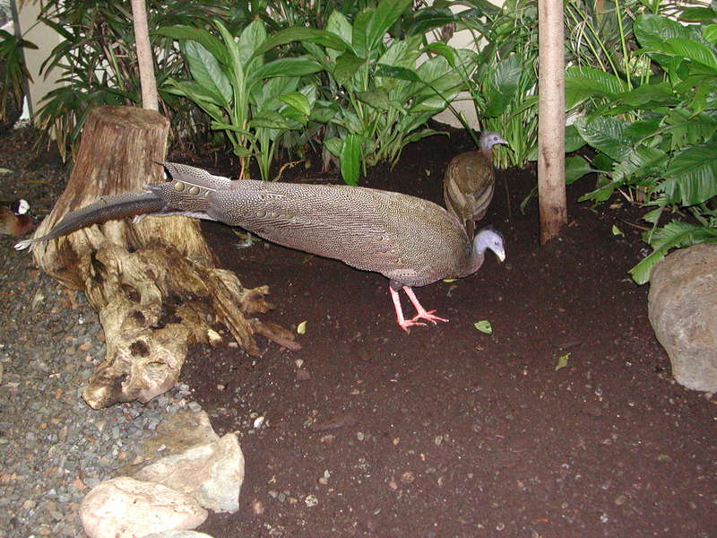 Kuau Raja, Sang Raja dengan Seratus Mata