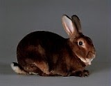 RockBerry: Le lapin rex / rex du Poitou / orylag