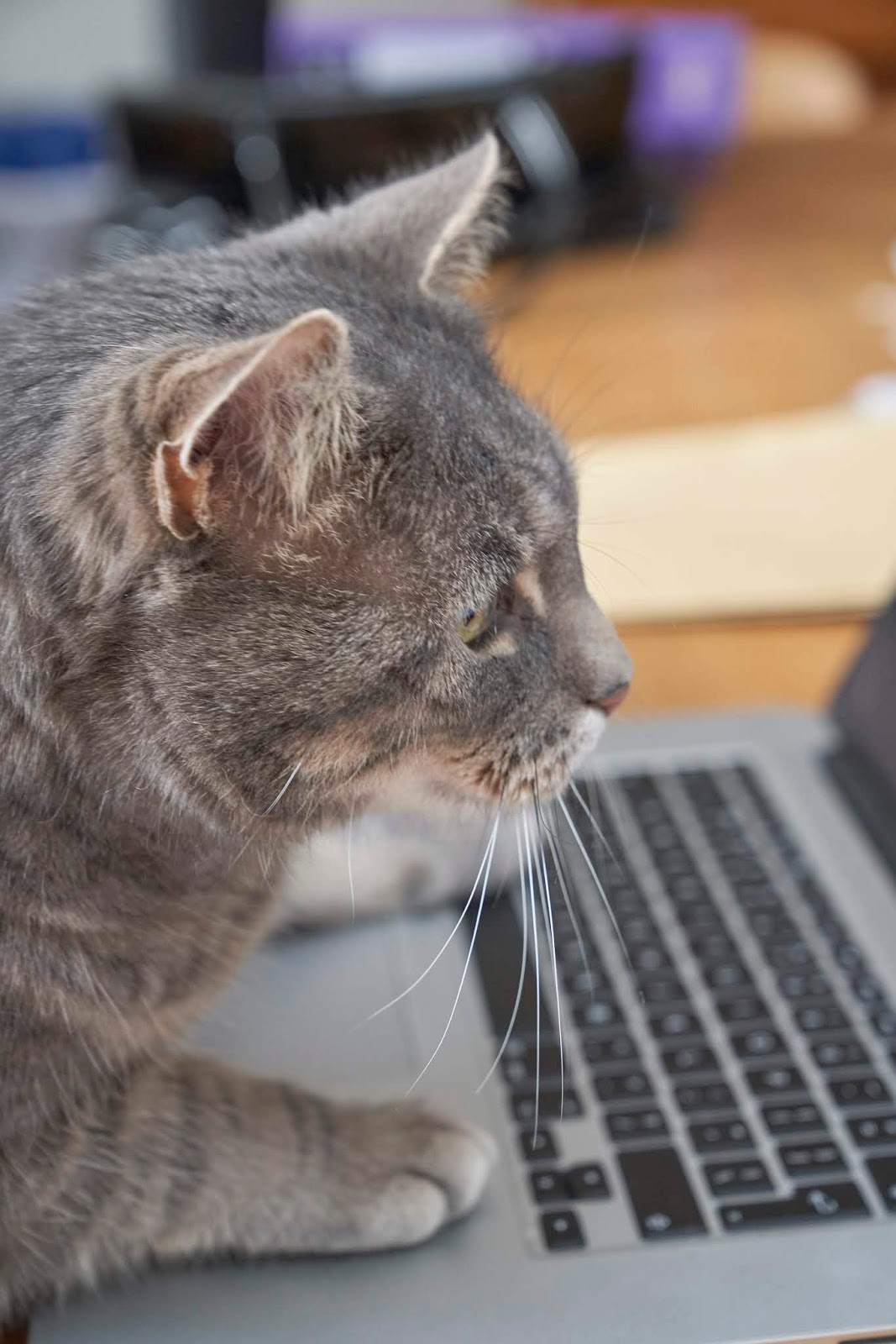 George Online Cat. Author and Behaviourist.: cats train humans