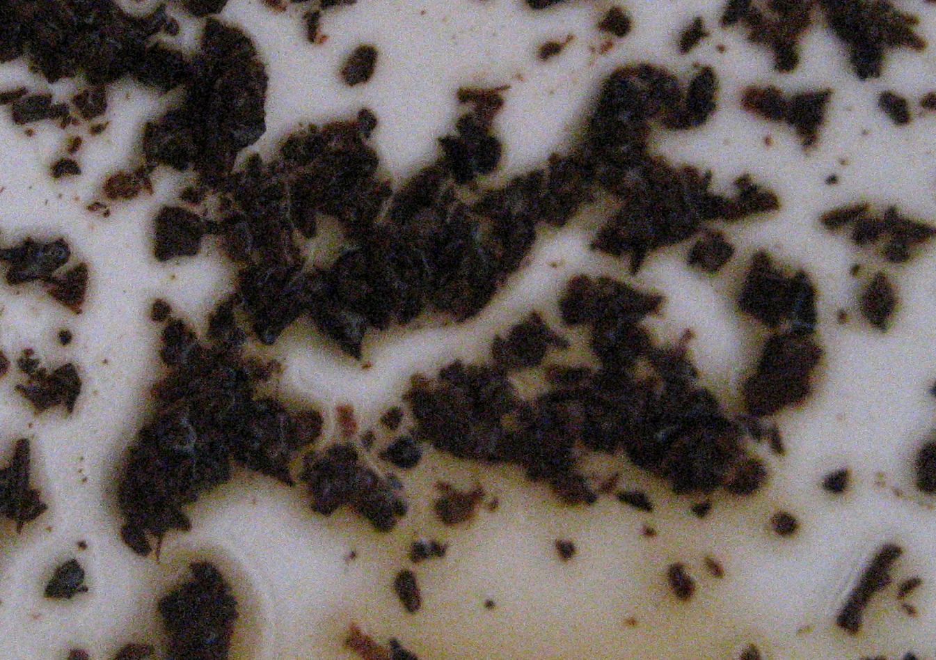 Justine's Halloween: My first tea leaf reading