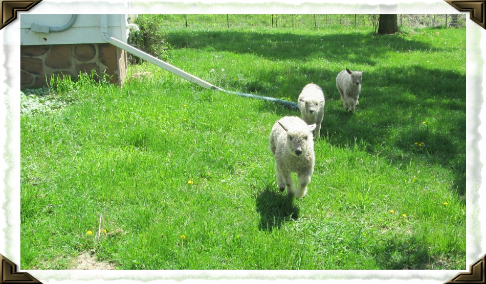 farmjournal: Puzzle, Moon Pie & Sheldon lambies!