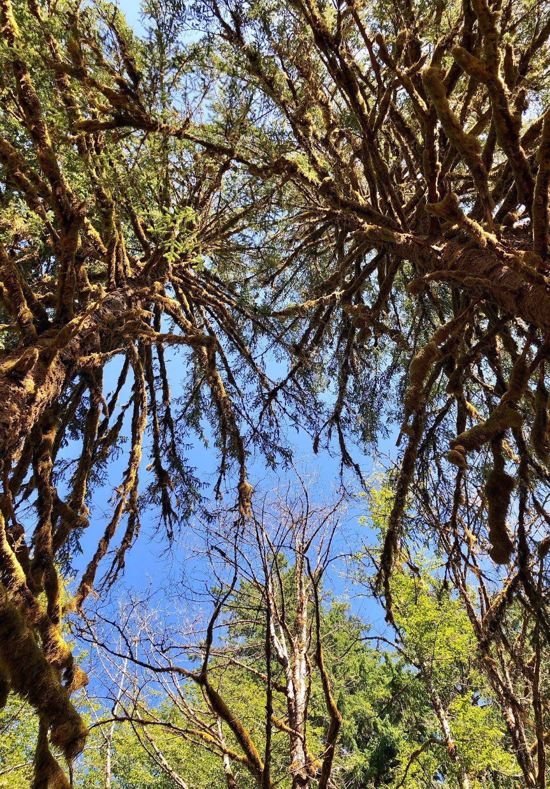 Over the Hill Sisters: La Push, Hoh Rainforest, Forks, & Allens Bar ...