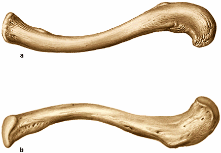 FISIOTERAPIA: HUESOS