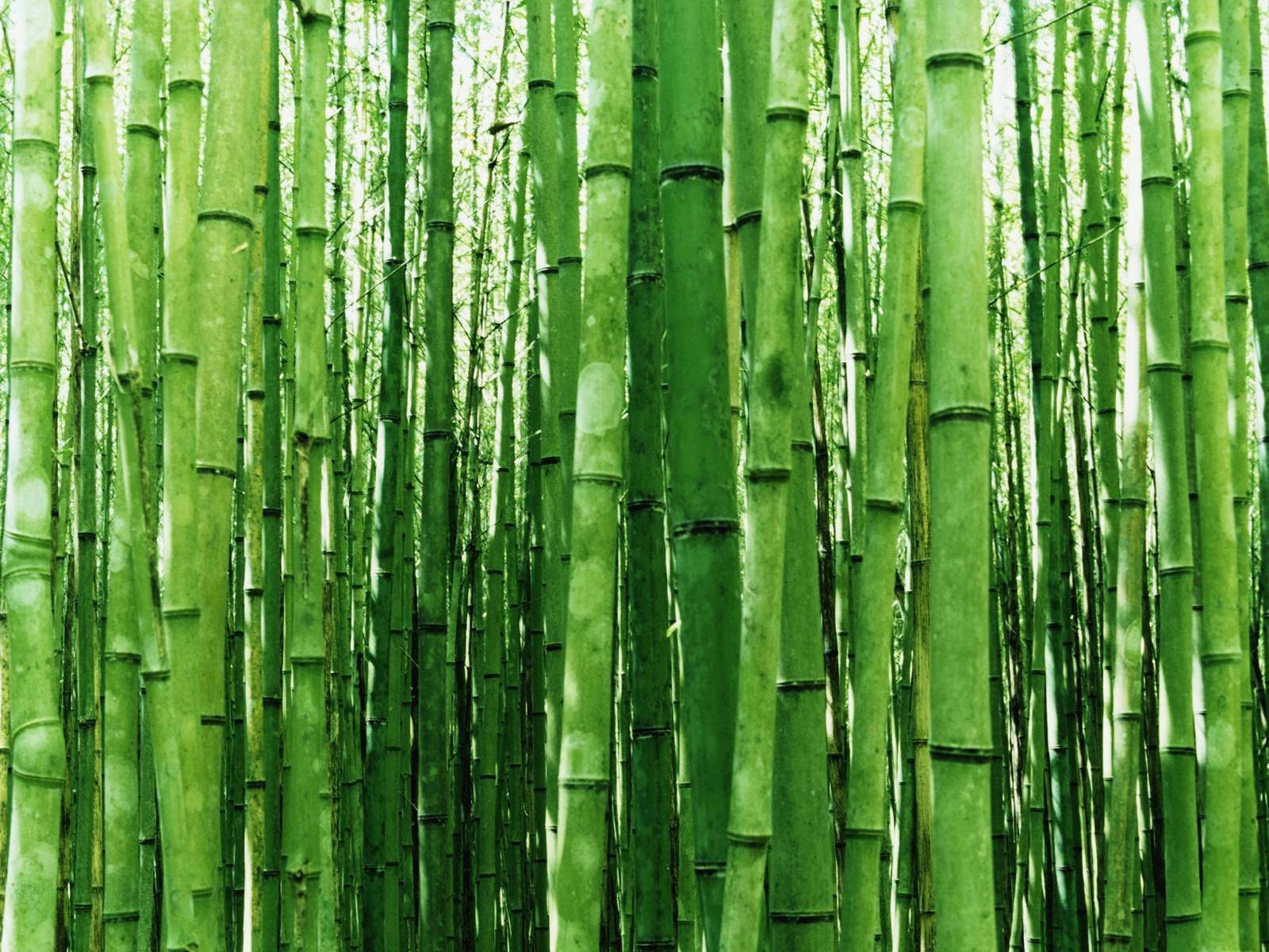 Munablom: BAMBOO
