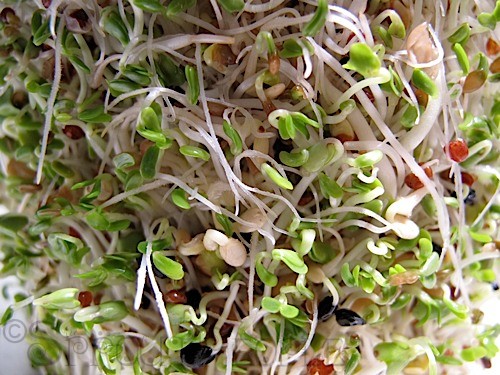 Health Tips: Sesame Seeds and Sprouts