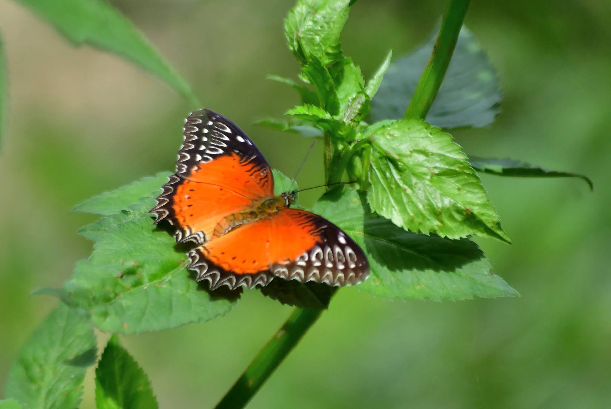 SANEJ PRASAD SUWAL: 2020