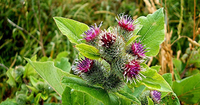 Bardane majeure - Great Burdock
