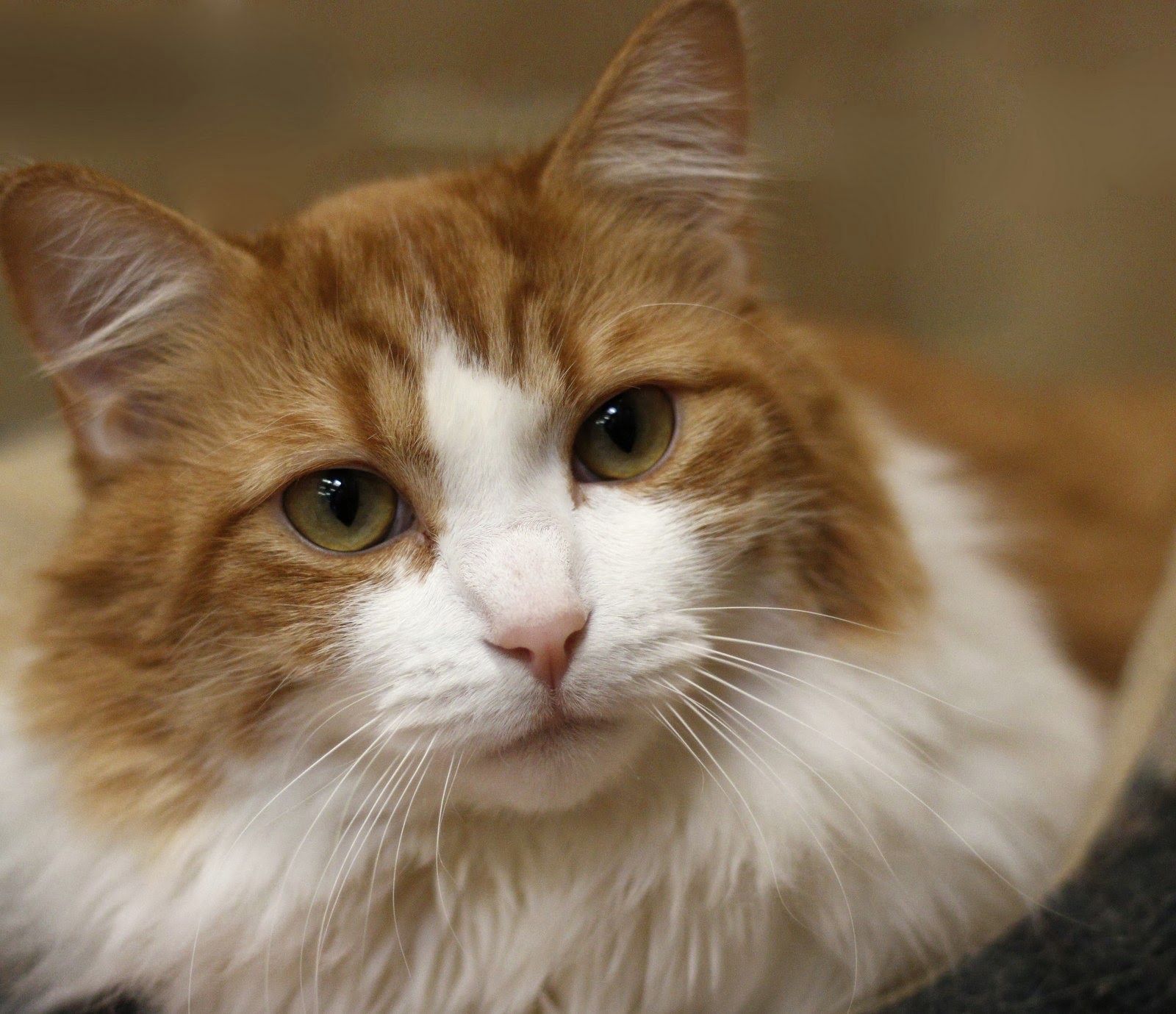 Shelter Dogs of Portland: MCAS Cats for Adoption!