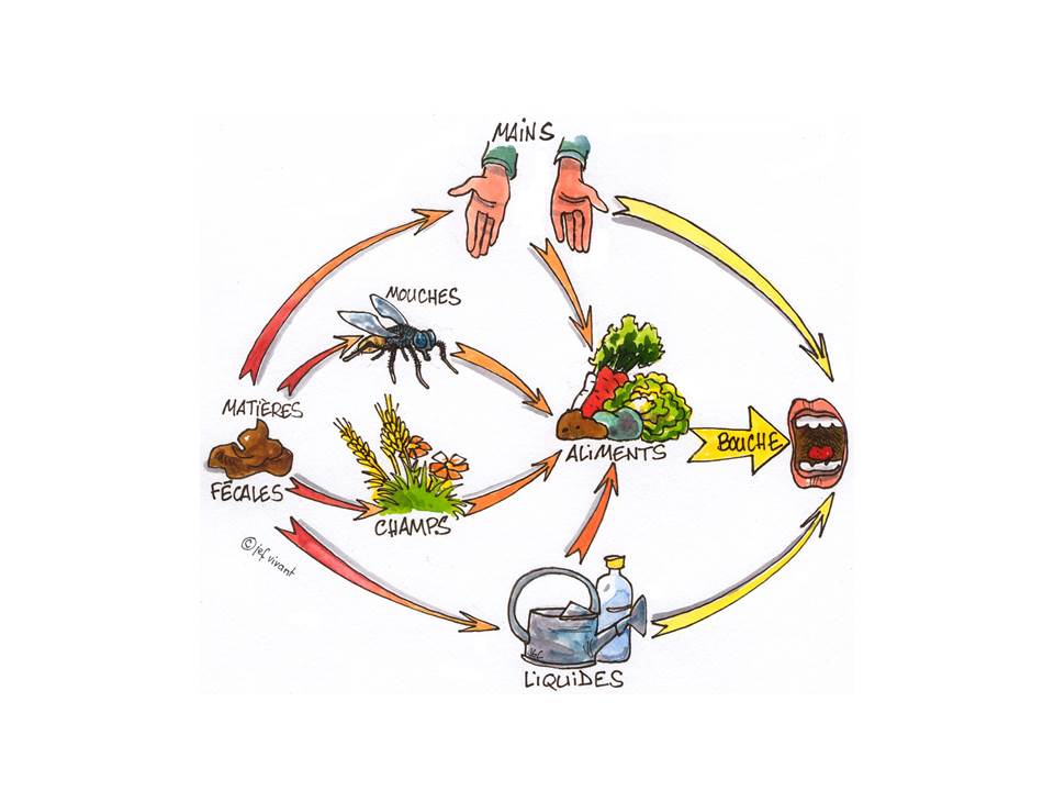 La contamination par les micro-organismes - cycle 4