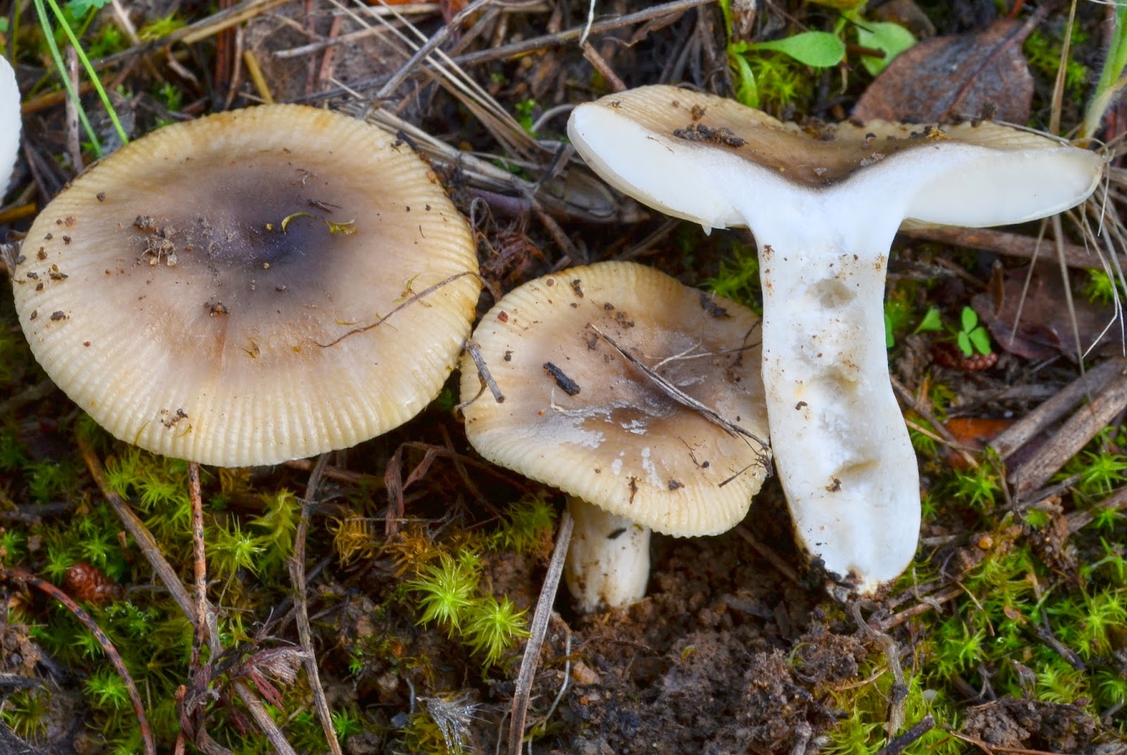 Setas Extremadura : Russula Amoenolens