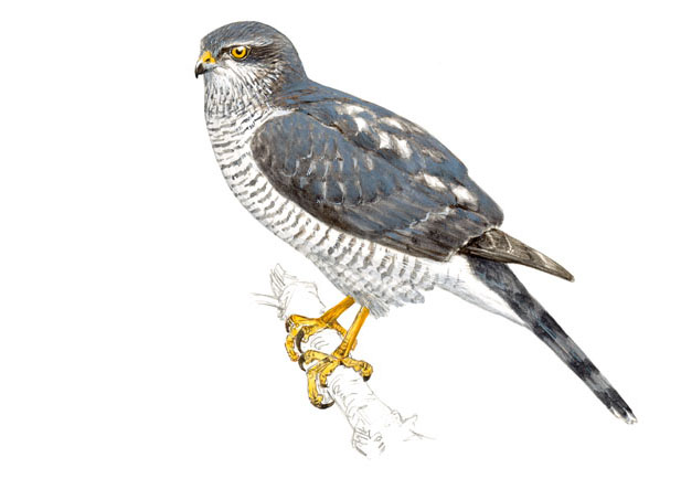 El Cajón del Maestro: Gavilán Común