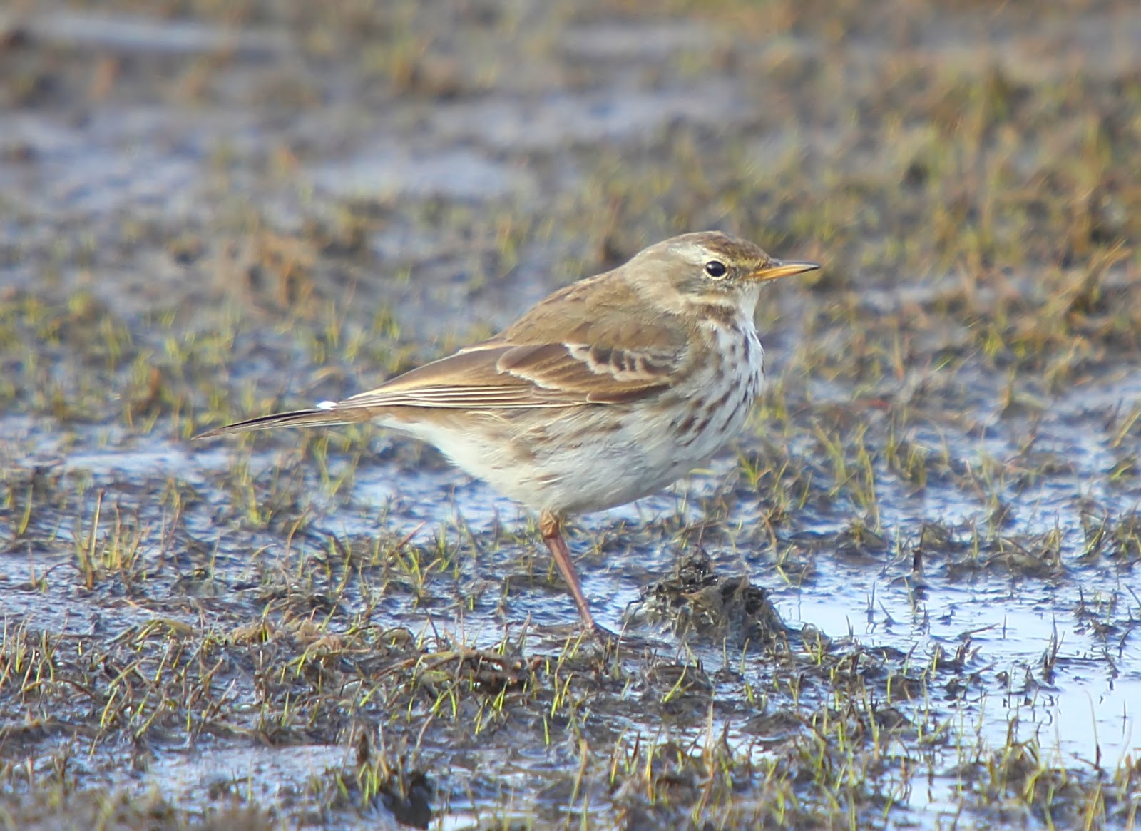 Wildleafe Chronicles: What a pipit...