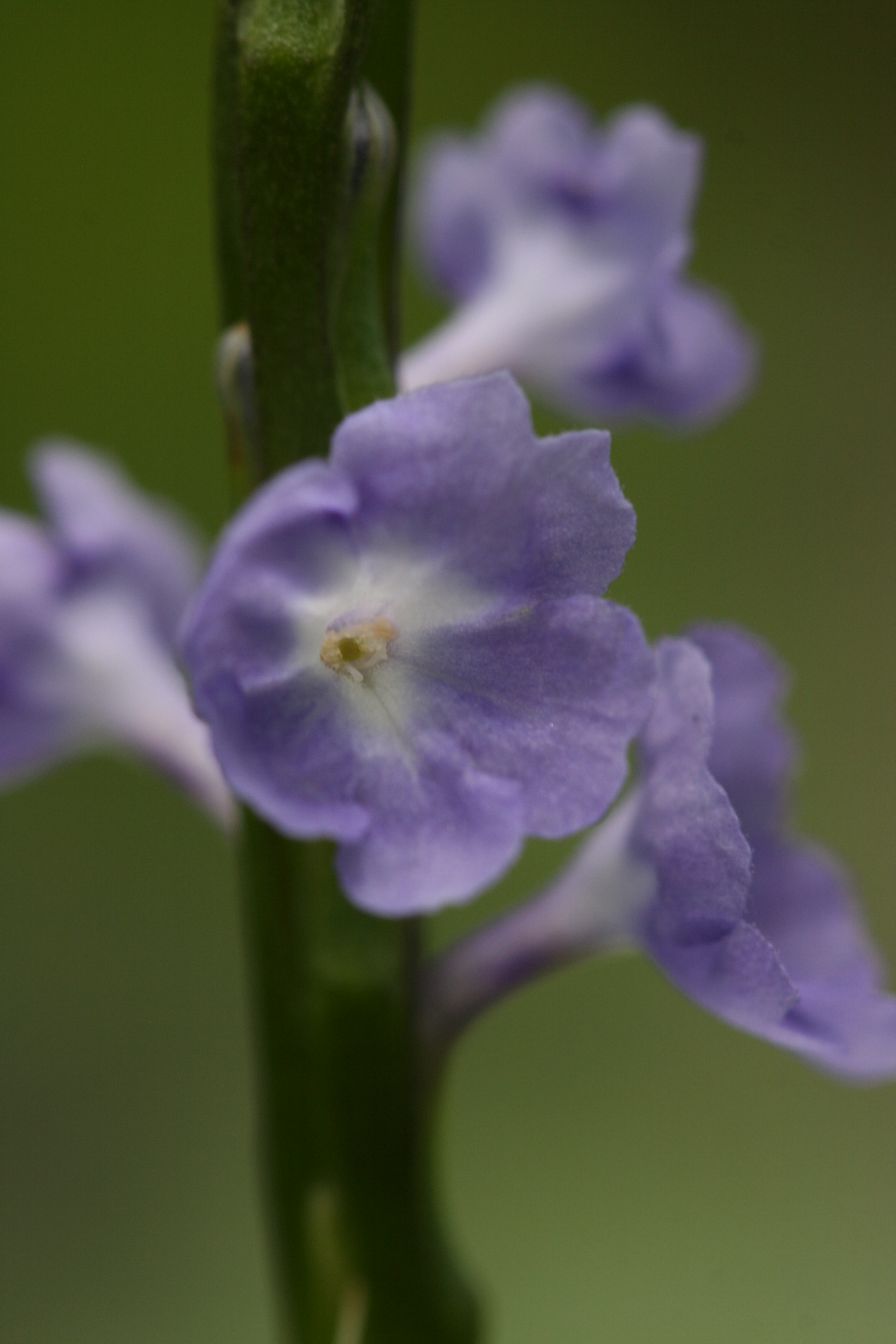 Native Florida Wildflowers: Blue Porterweed - Stachytarpheta jamaicensis
