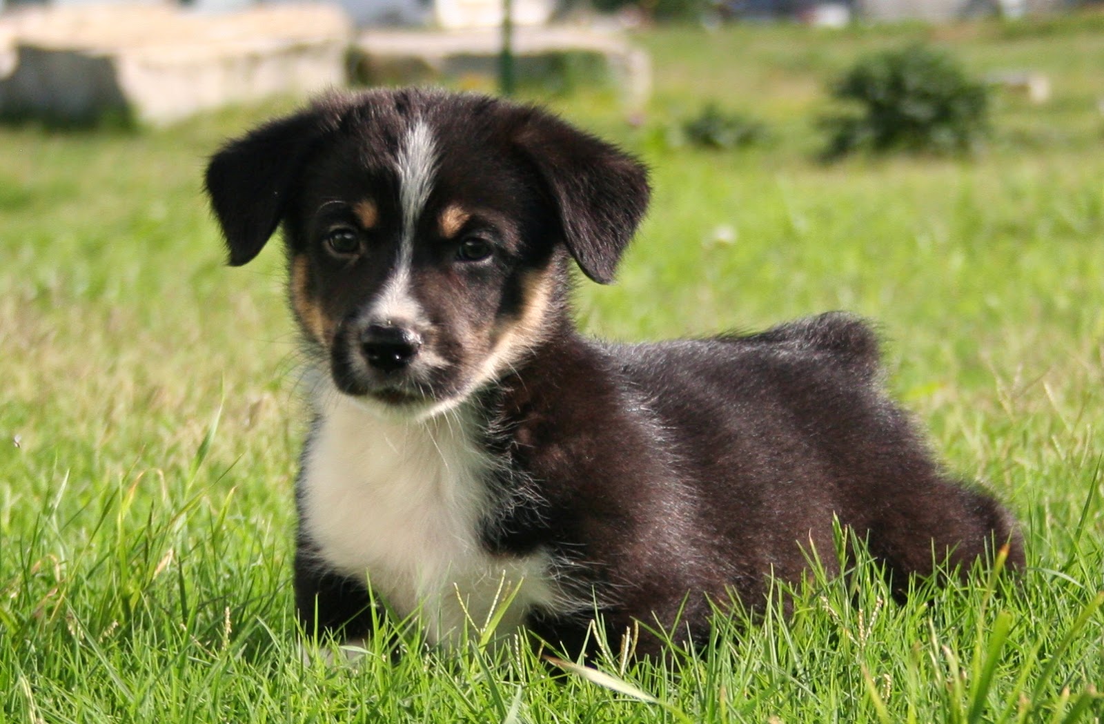 Sadie Bug's Pembroke Welsh Corgi Puppies: Auggie Puppies!!!