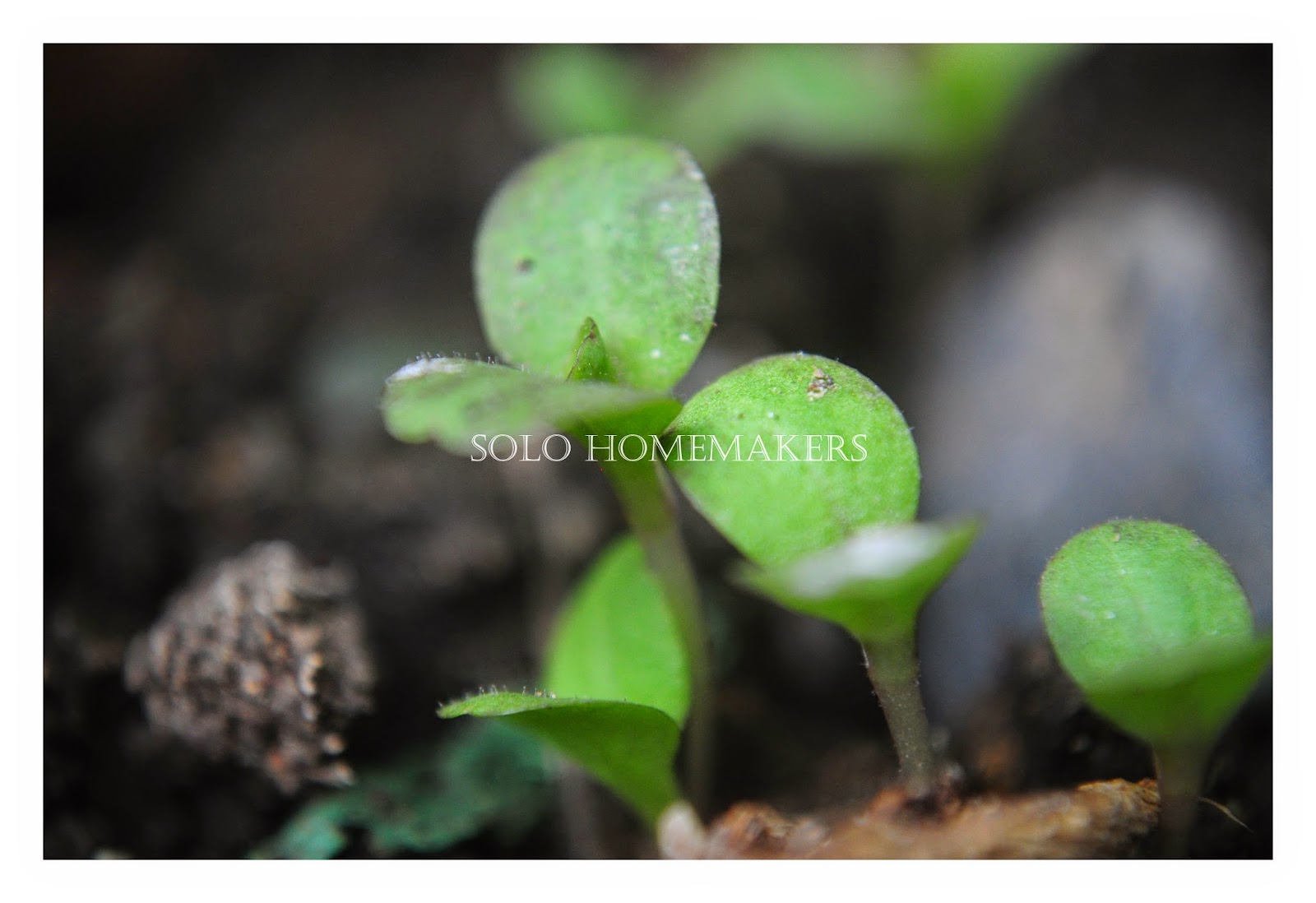 The Solo Homemakers: Garden Project 1- Growing Black Rose Lettuce