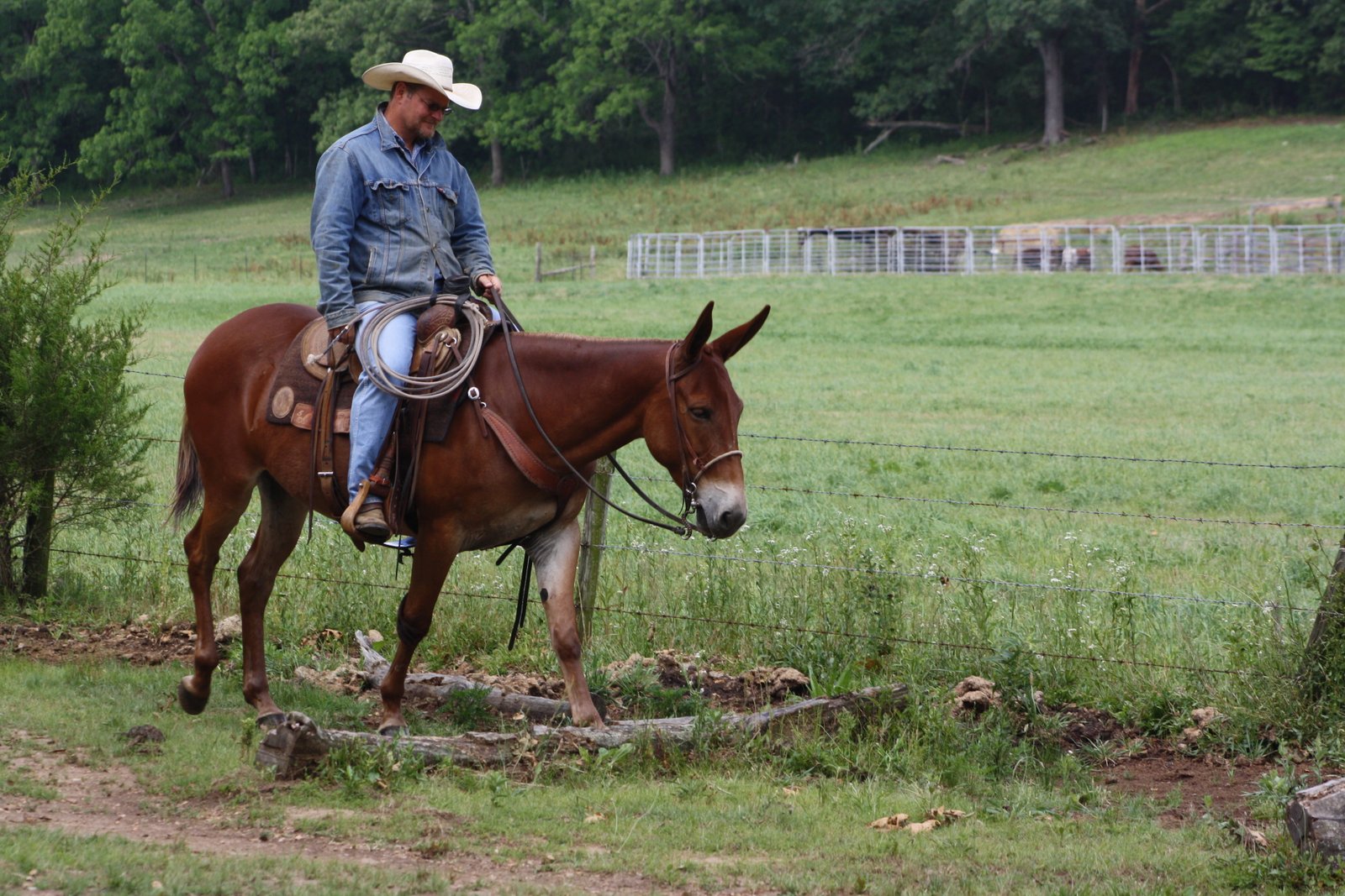 PairADice Mules: Jake Clark Mule Day Sale - Tardy