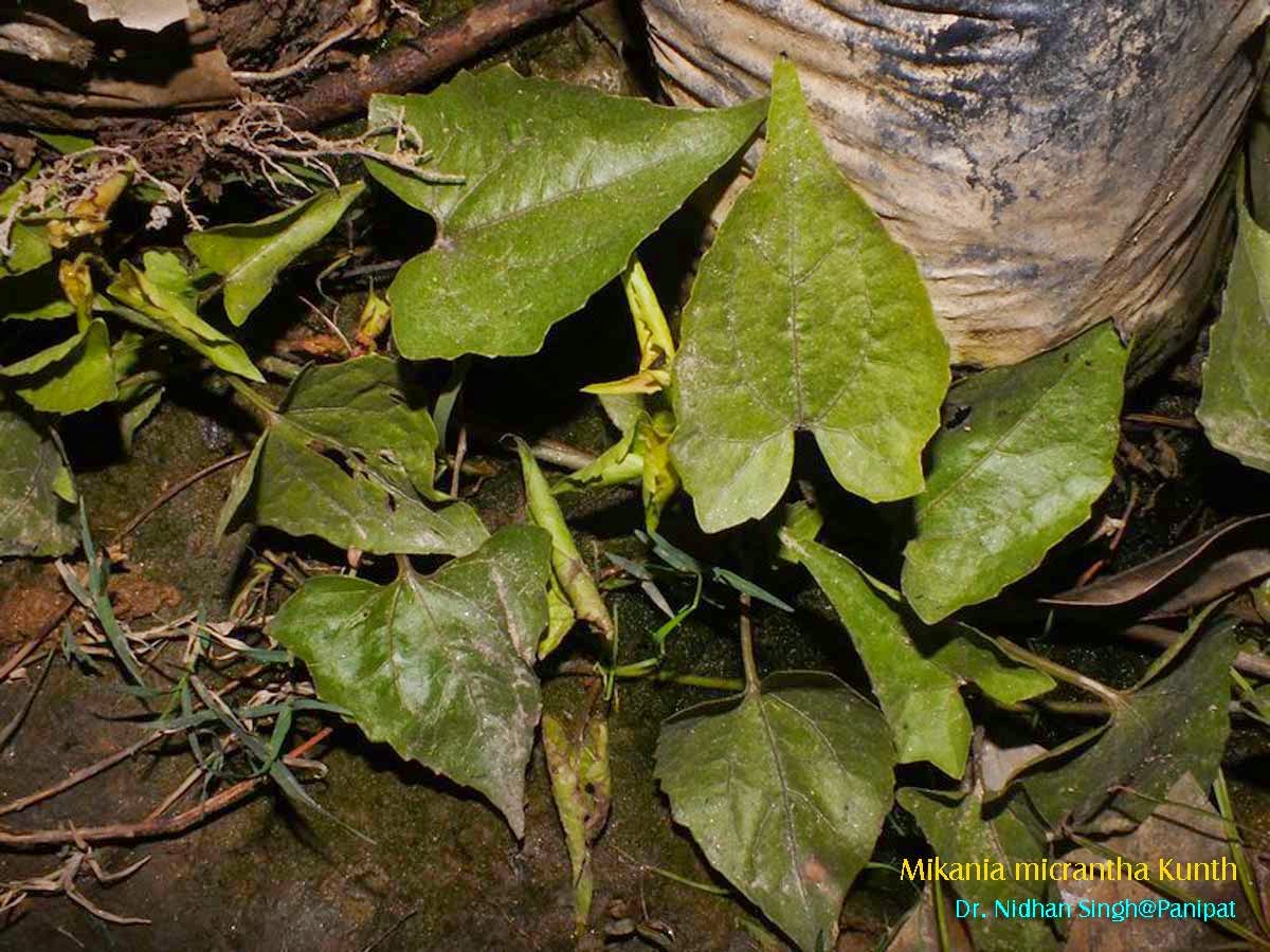 Medicinal Plants: Mikania micrantha, Mile-a-Minute Vine, Guaco falso