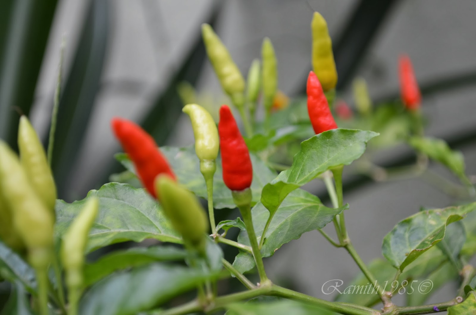 Photo Spear: Hot Stuffs aka Kochchi Miris