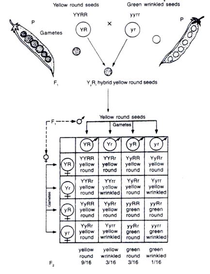 Frank Chapter 3 Principles of Genetics ICSE Solutions Class 10 Biology