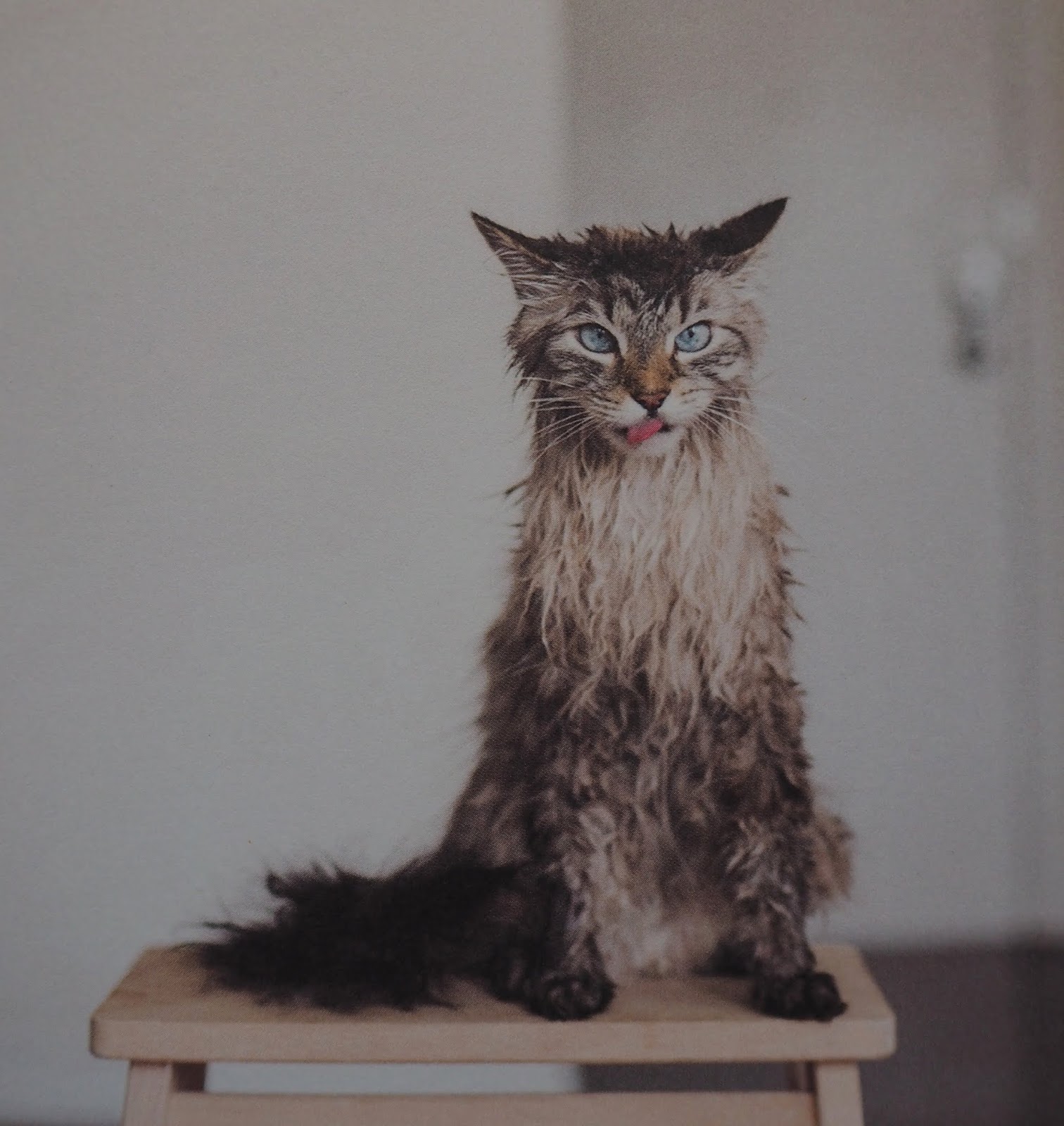 Lingonberry House: Insta cats