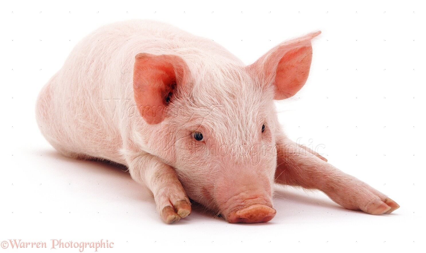 Cute 50 Pig Wallpapers HD, Desktop Backgrounds Free Download