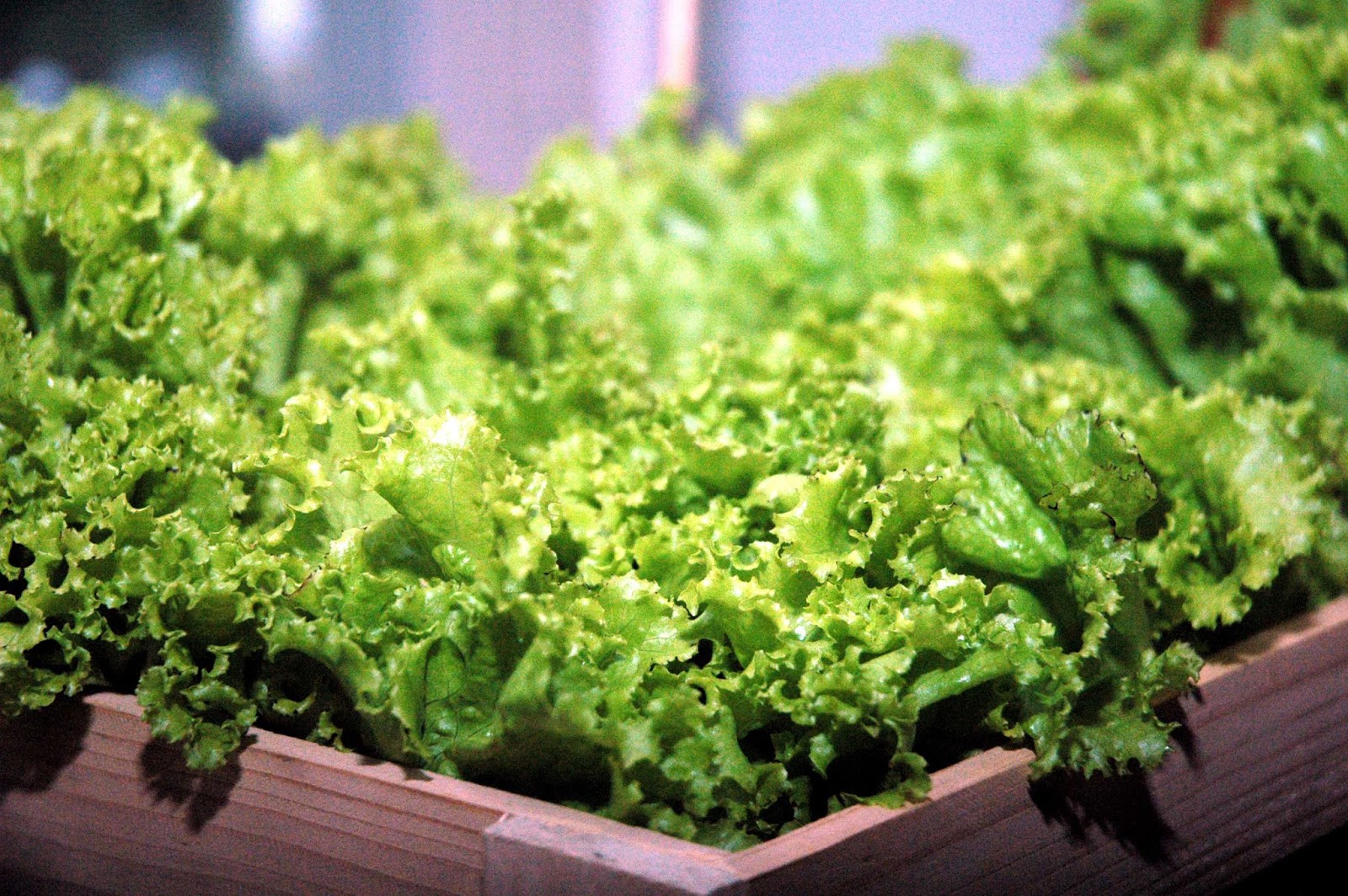 DUDE FOR FOOD: Freshest. Finest. First. A Day at Gourmet Farms...