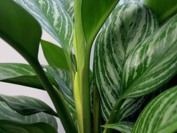 Identifying Common House Plants - Bathroom Ideas