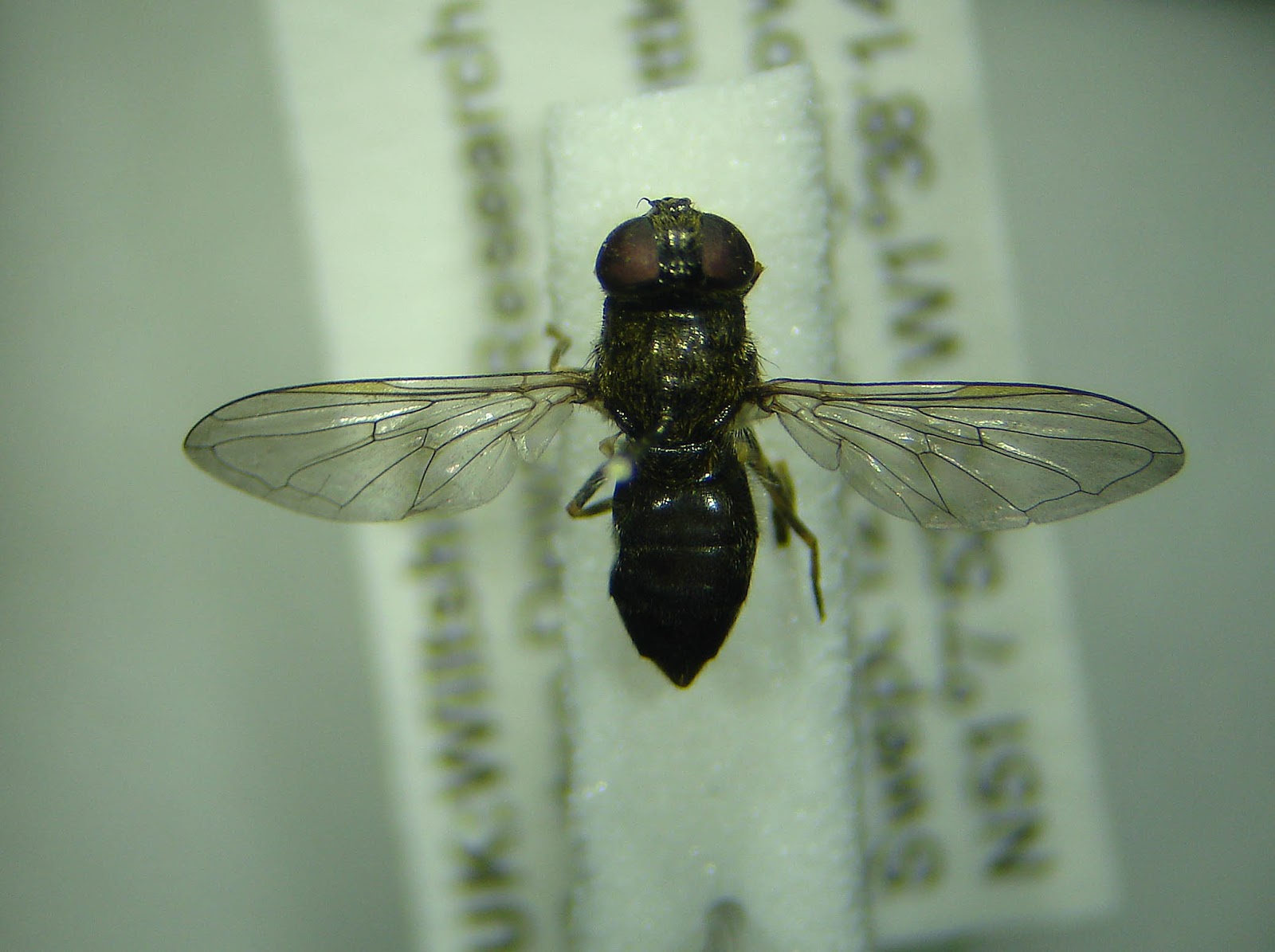 Non-Stop Birding: A dip into Diptera