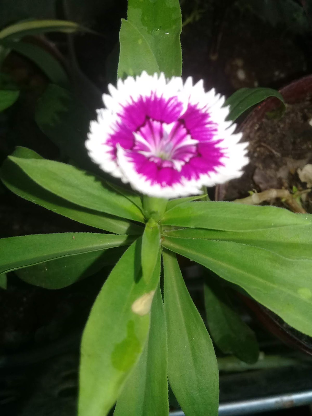 DIÁRIO DE FÉ E FLORES: Como plantar Cravinas em floreiras