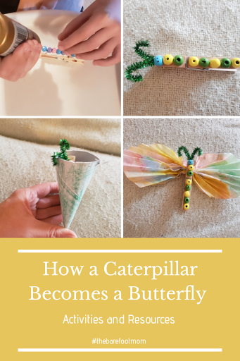 How a Caterpillar Becomes a Butterfly