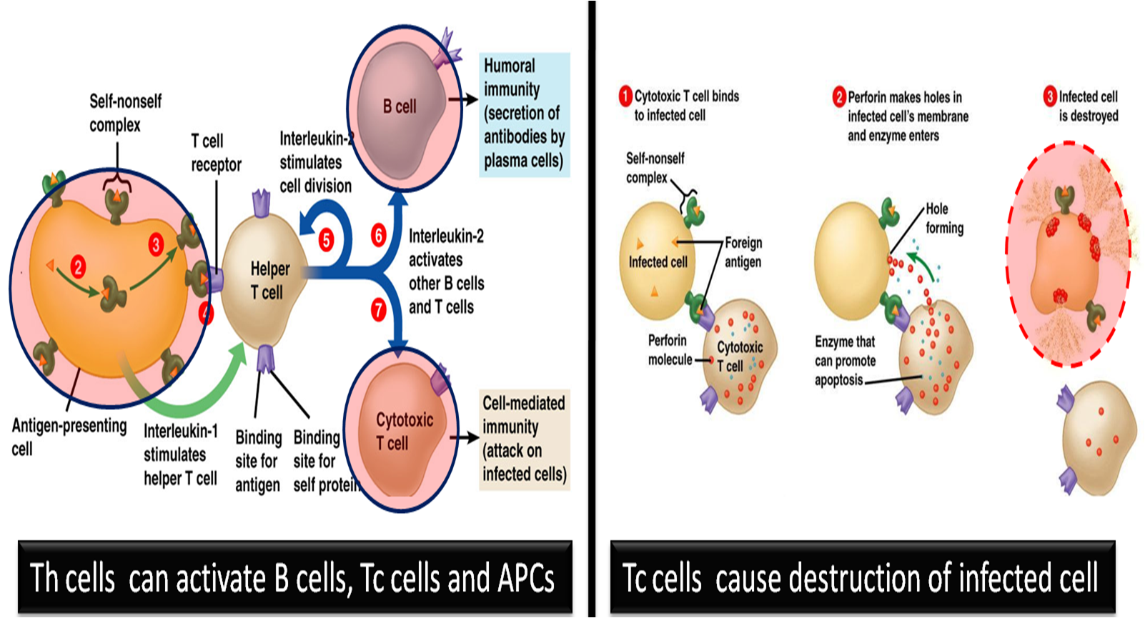 Difference between Th cells and Tc cells (T Helper cells vs T Cytotoxic ...