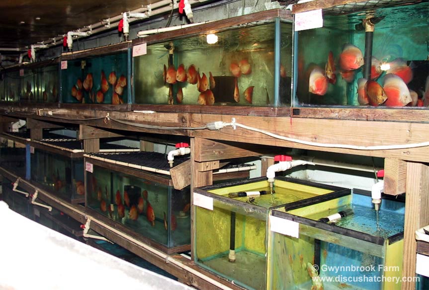 Discus: Gwynnbrook Farm Discus Fish Photo Gallery