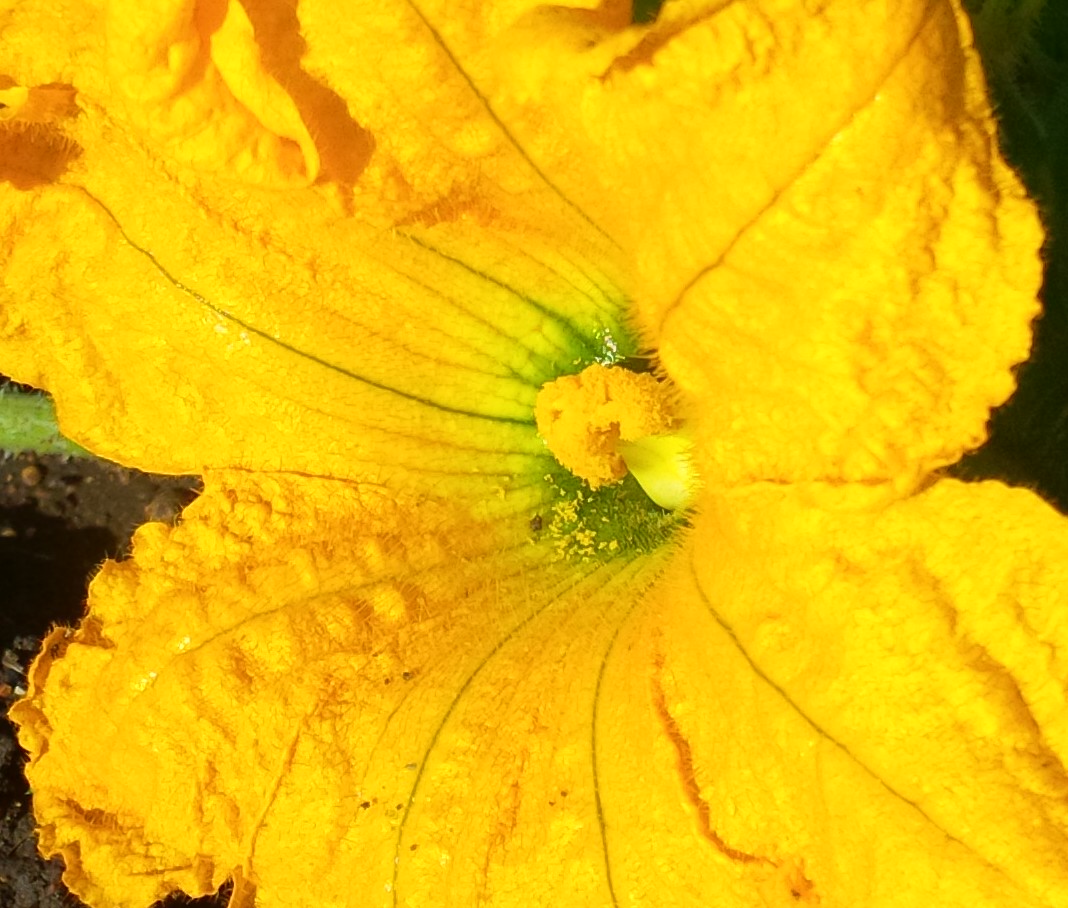 justthoughtsnstuff: allotment, cool and fresh, weeding, courgettes ...