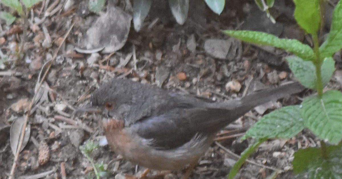 ZOOTOGRAFIANDO (6.100 ANIMALS): CURRUCA CARRASQUEÑA / SUBALPINE WARBLER ...