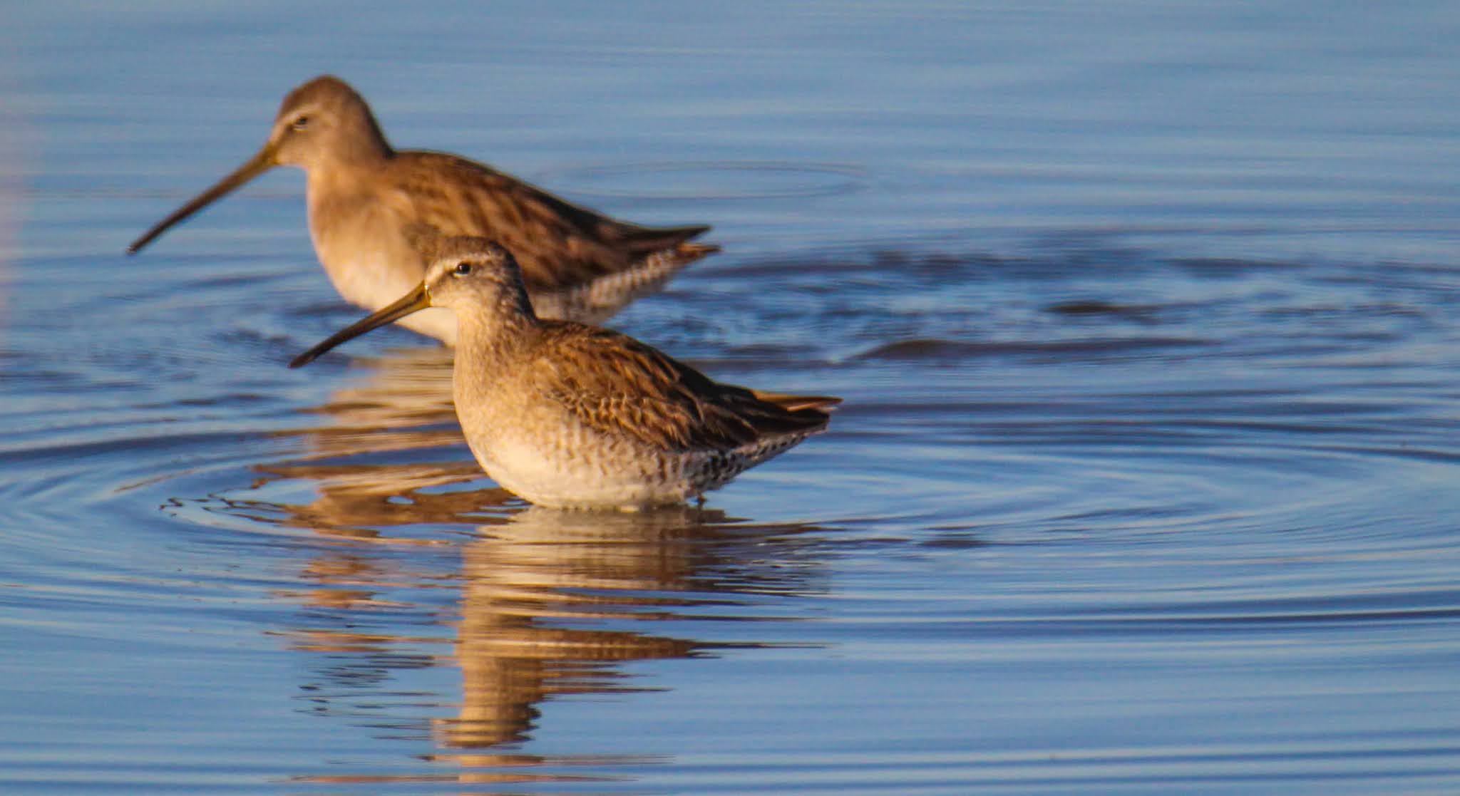 Cannundrums: Long-Billed and Short-Billed Dowitchers