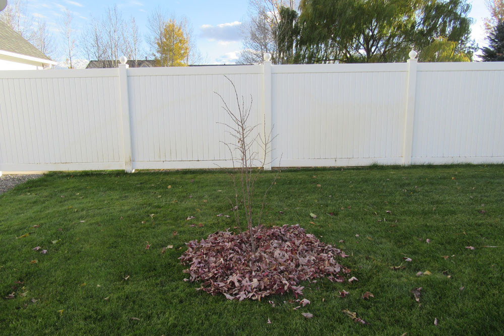 Mother Nature's Montrose Garden: Plant of the Month (June) : Western ...