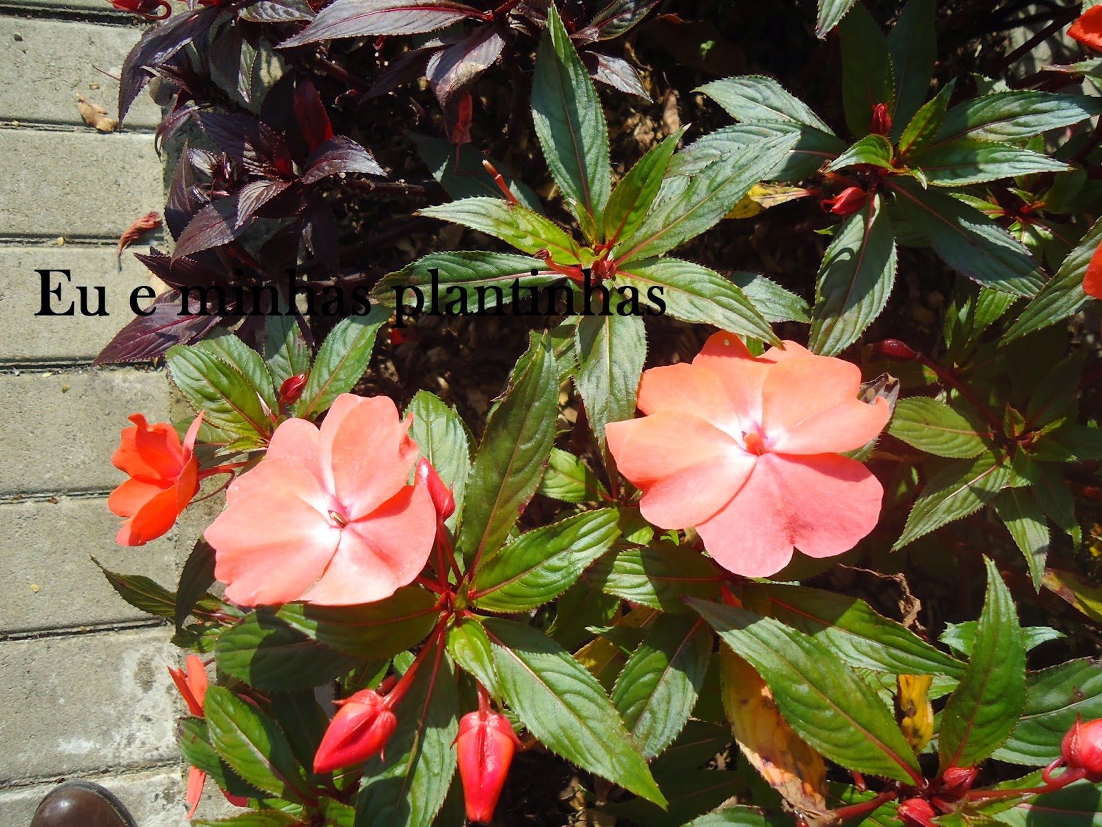 Eu e minhas plantinhas: Beijinho (Impatiens Walleriana) e Flor Dragão ...