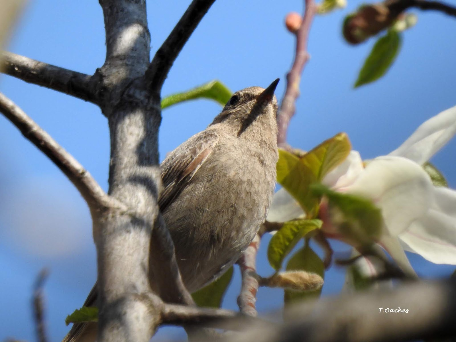 PASARI DIN ROMANIA: CODROS DE MUNTE (1), Phoenicurus ochruros