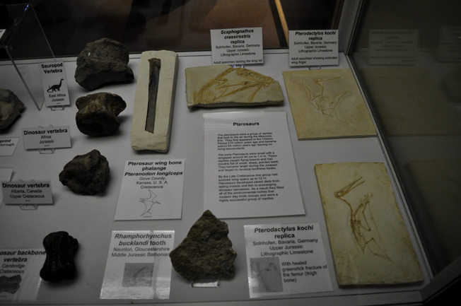 The Pterosaur Database: Pterosaurs at Liverpool