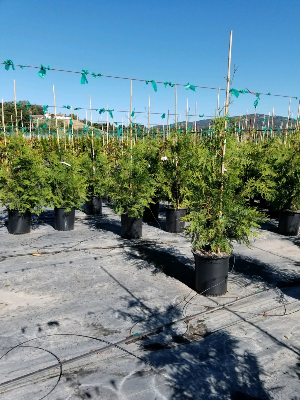 Johns Western Tree Plant Photos Thuja X Green Giant 15