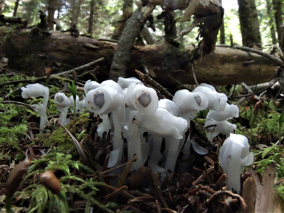 THE SUNDAY ZEN! – M & S | Ultimate High-Fidelity