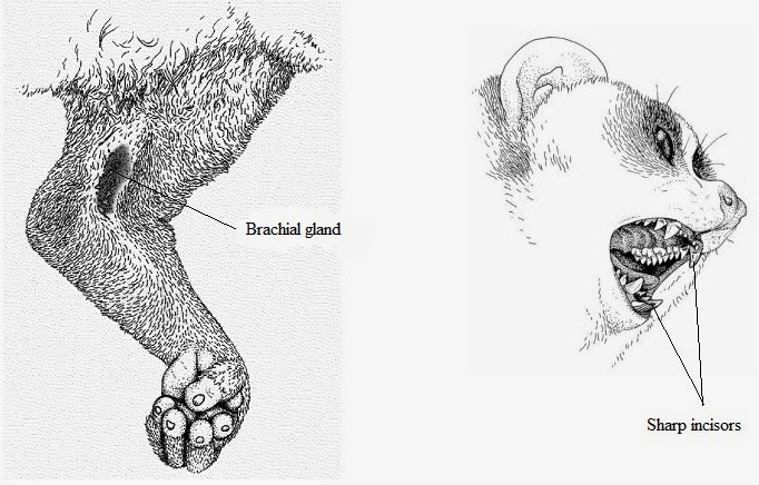 Venomous Knowledge: Slow Loris Venom